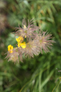 Natuurgeneeskundige Praktijk, Greet Musch-deVries