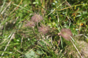 Natuurgeneeskundige Praktijk, Greet Musch-deVries